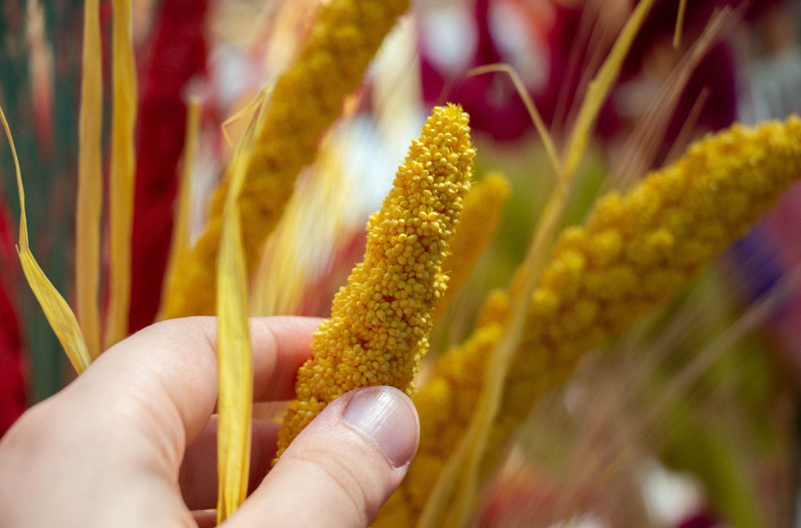 Why Millet Is the Superfood for a Healthier Lifestyle